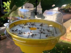 Biotrap Fruit Fly Kit for Home Gardens | BioTrap | Innovative Pest Solutions