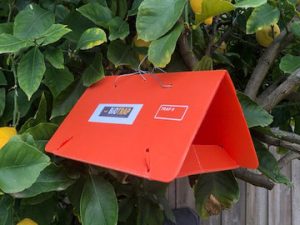 Delta Trap | BioTrap | Innovative Pest Solutions