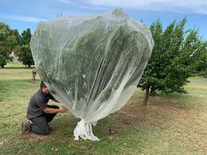 Fruit Fly Nets | BioTrap | Innovative Pest Solutions